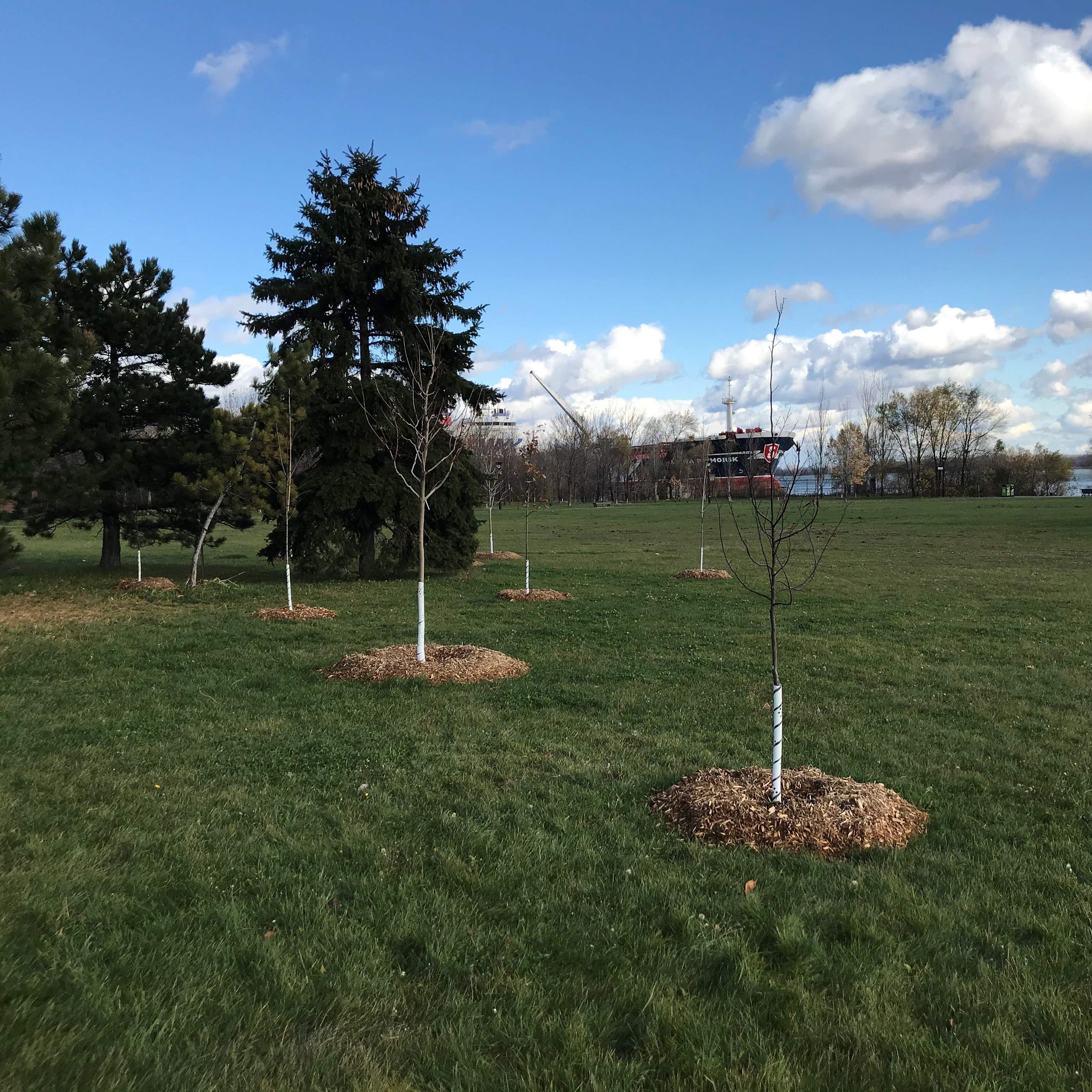 Plantation d’arbres au Port de Montréal : bilan des opérations 2019 Plantation d’arbres au Port de Montréal : bilan des opérations 2019